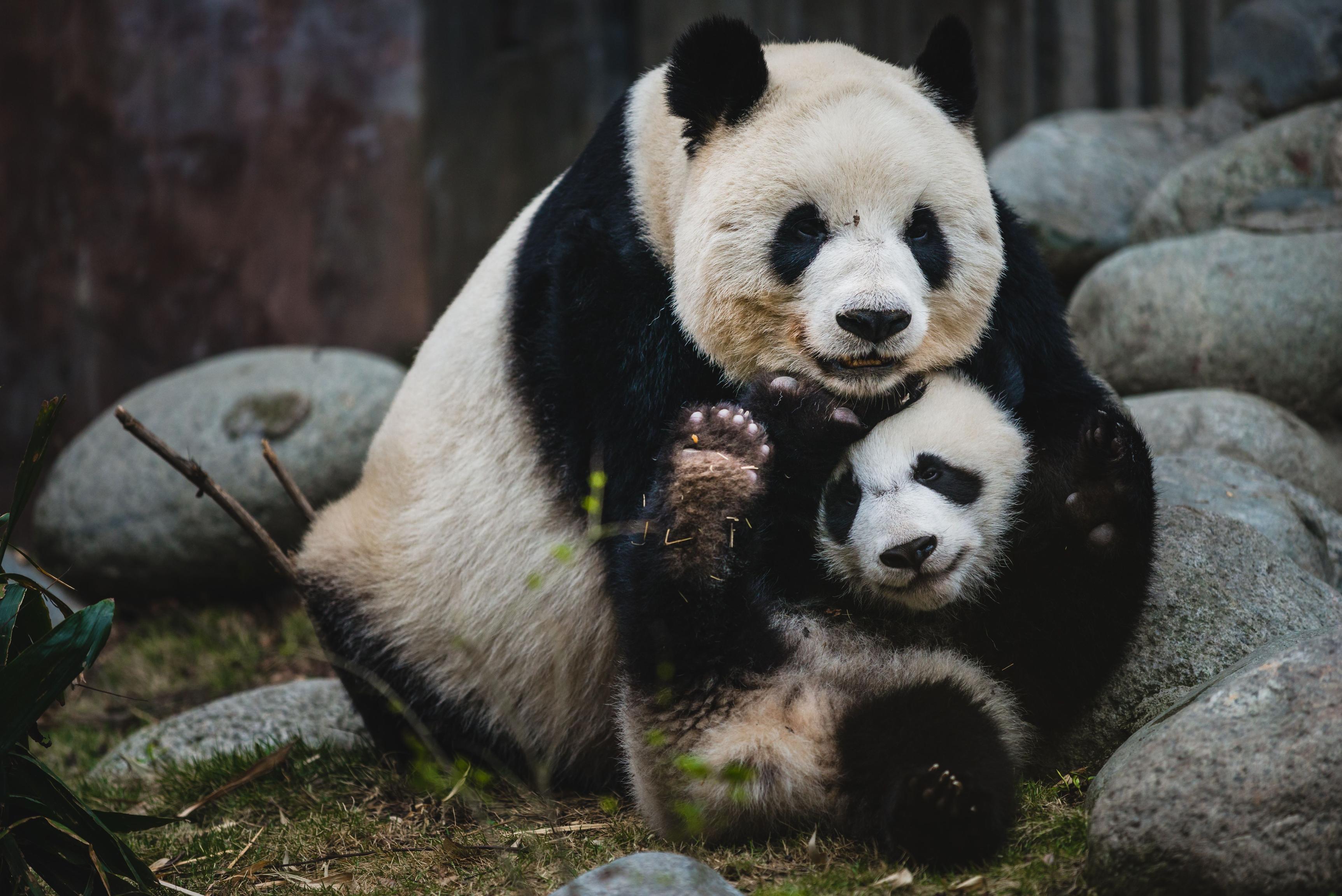 Chengdu - Tourist Guide | Planet of Hotels