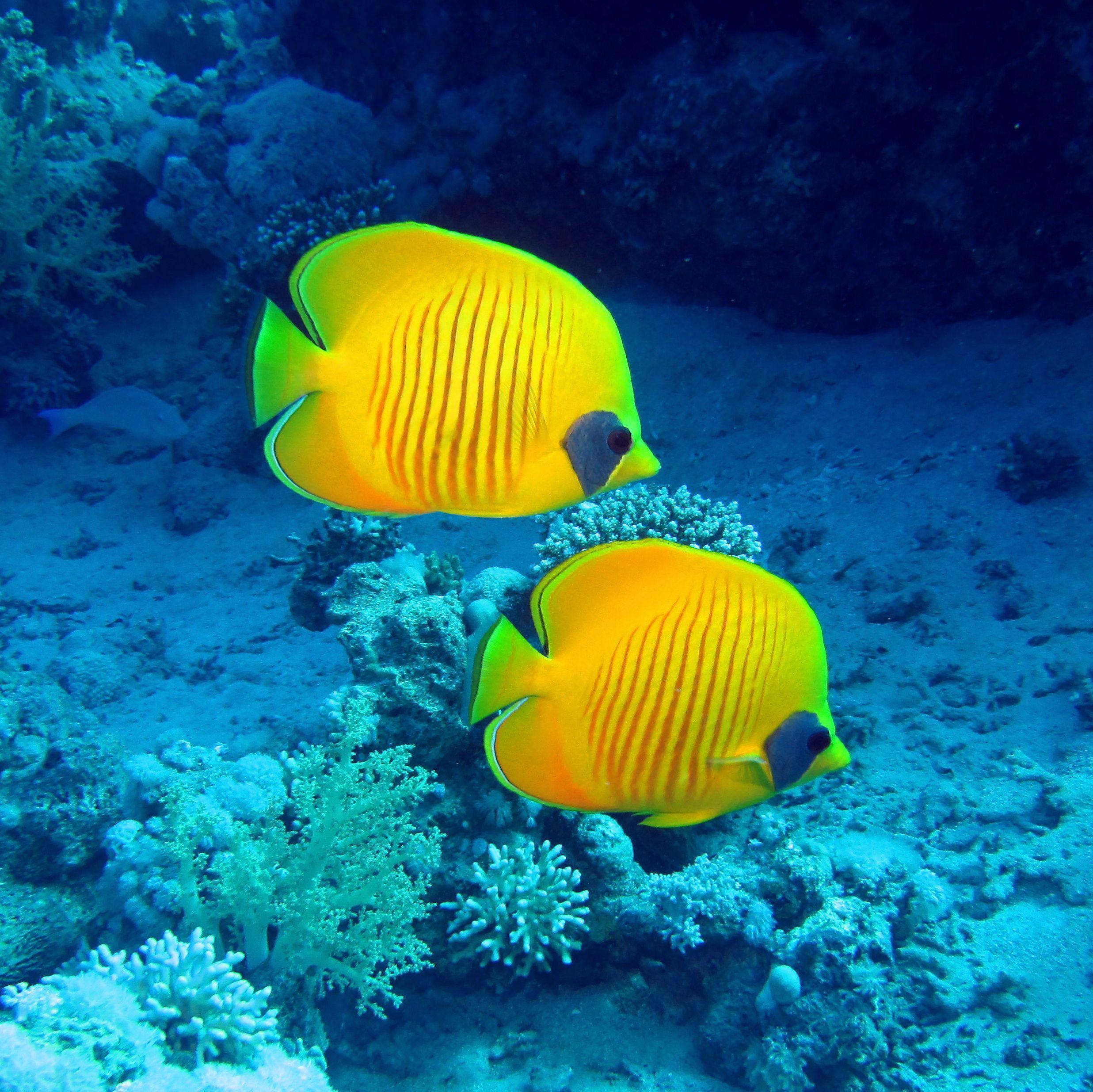 Cook Islands Tourism – Information, Facts, Advices in Travel Guide ...