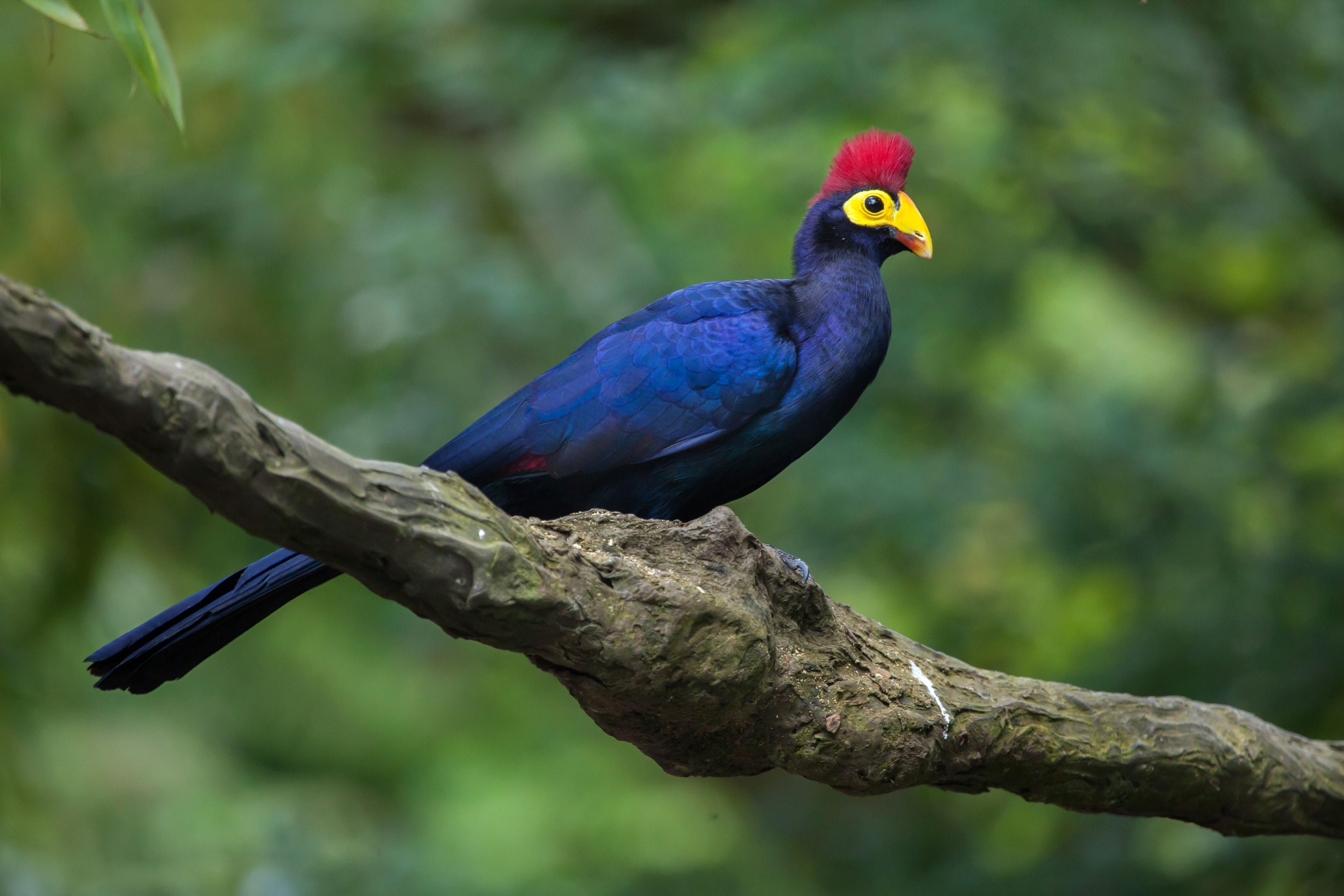 Gabon Tourism – Information, Facts, Advices in Travel Guide | Planet of ...