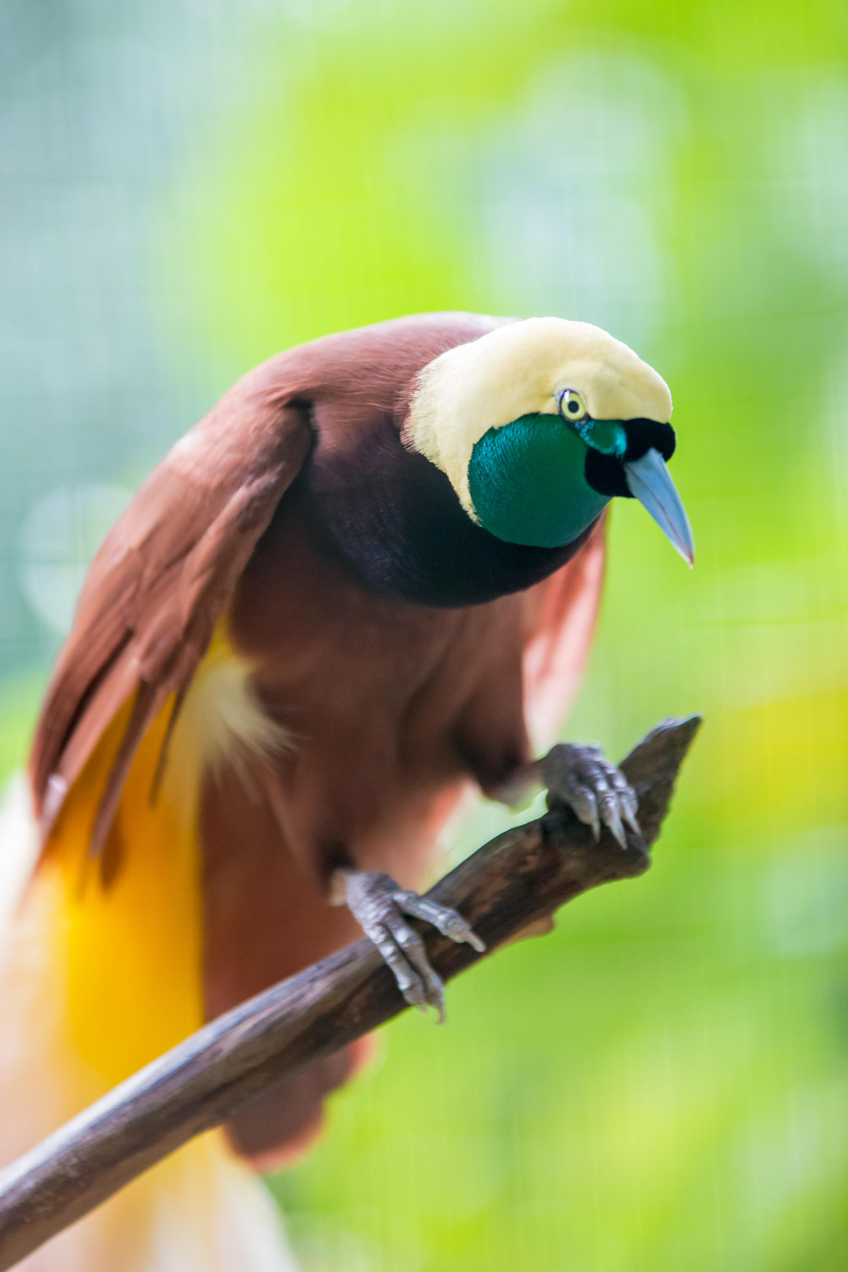 Папуа-Новая Гвинея - все о стране, отдыхе и путешествиях | Planet of Hotels