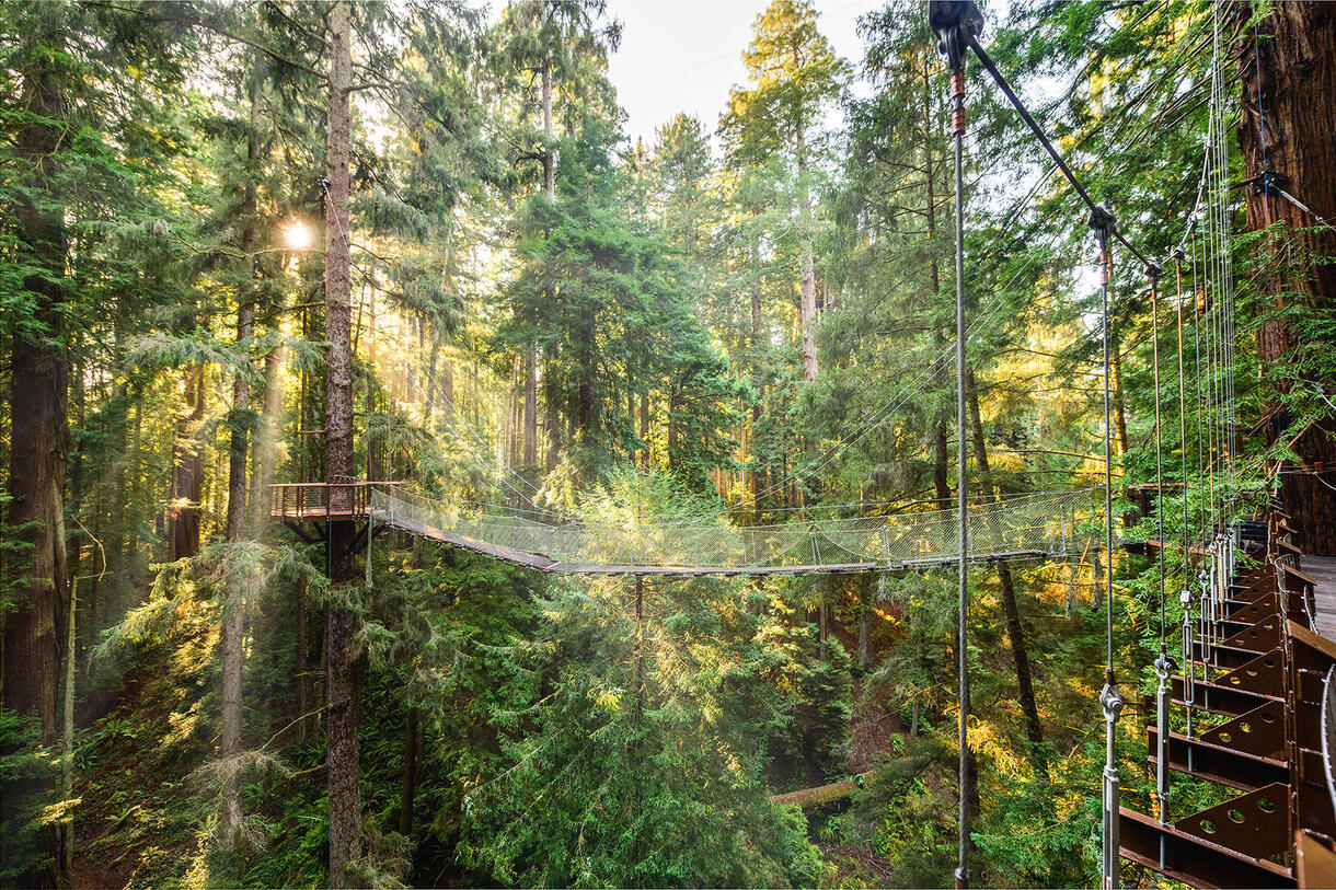 REDWOOD SKY WALK will open in California - News | Planet of Hotels