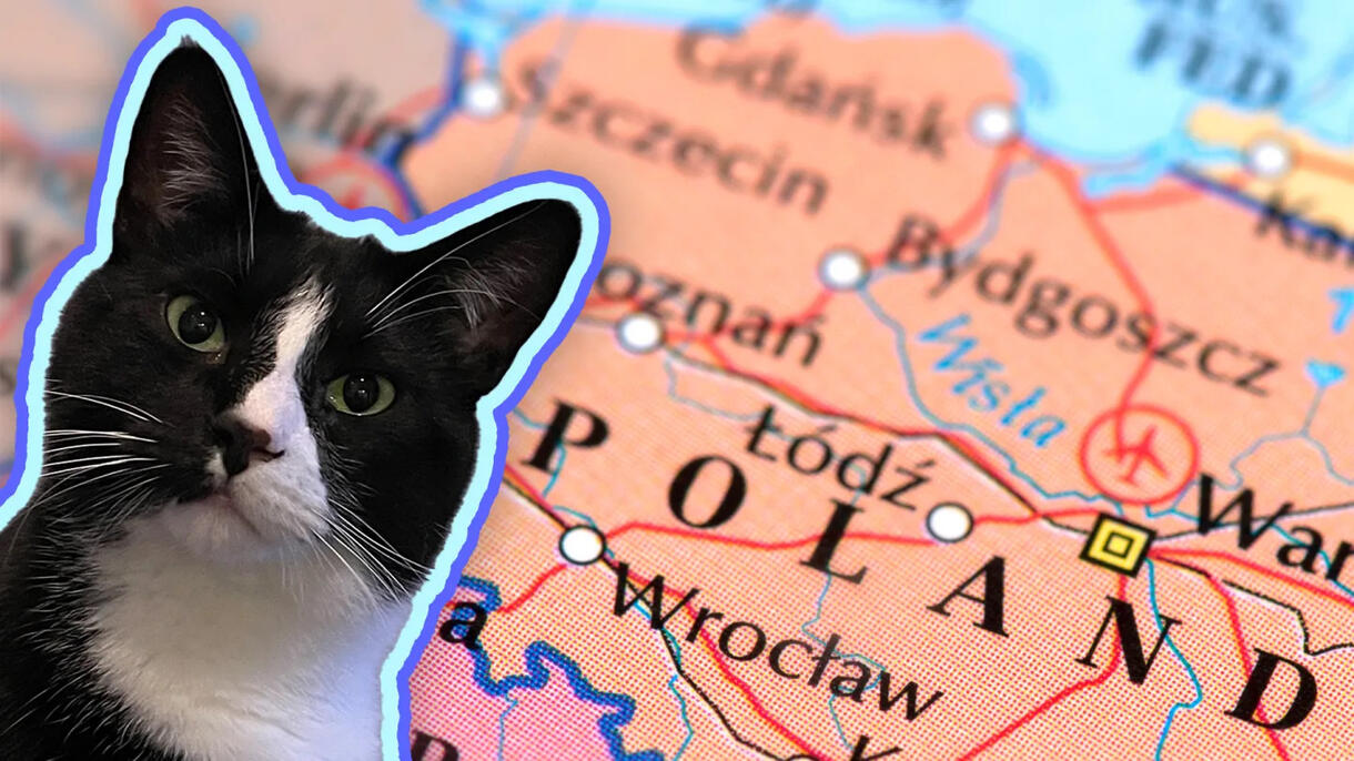 A cat has become the most popular tourist attraction in Szczecin - News ...