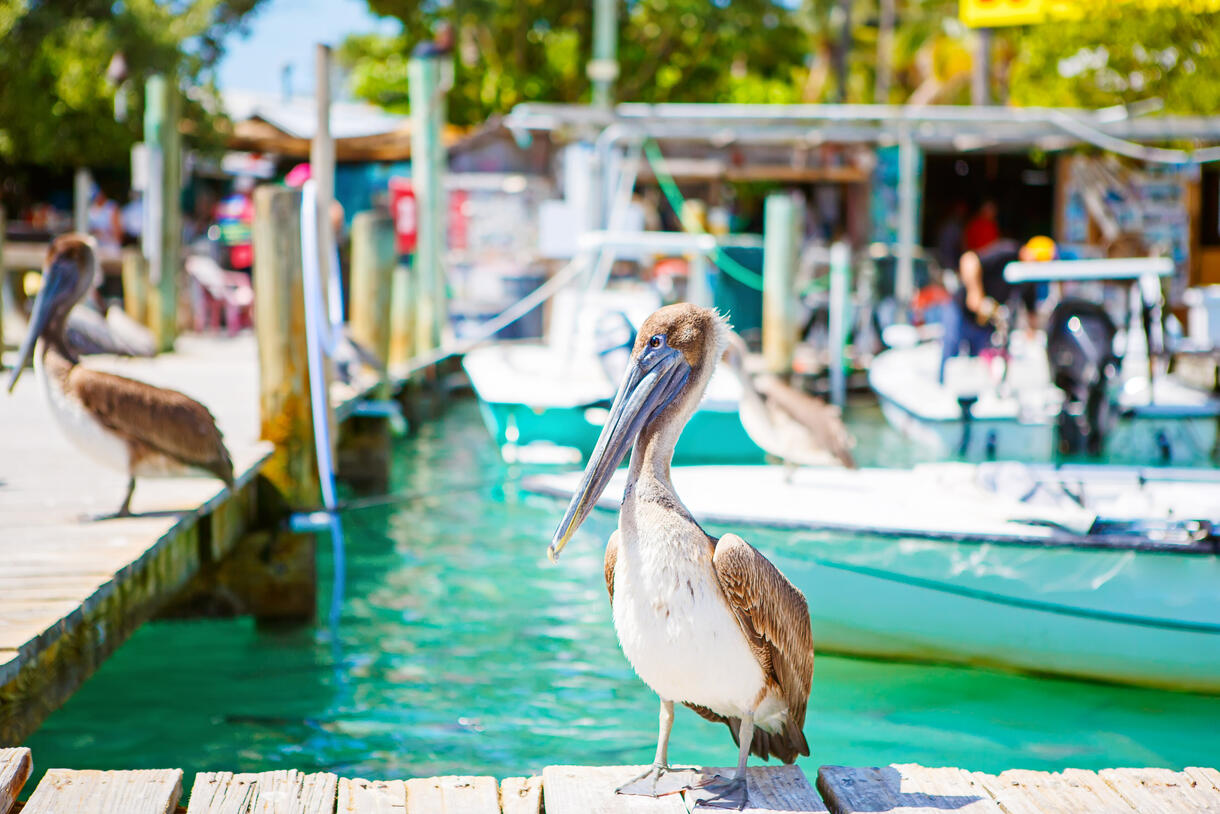 19 Best things to do in Key West, Florida | Planet of Hotels