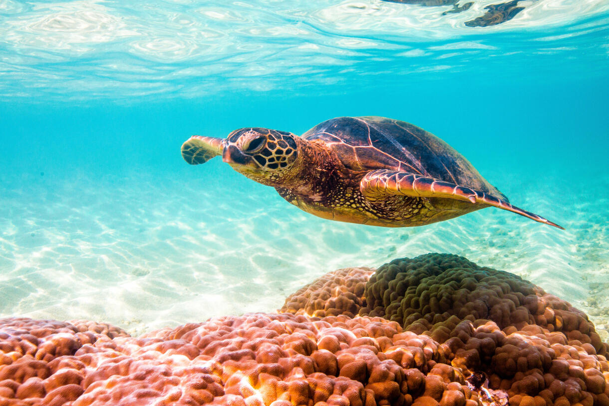 Tourists can help Panama's sea turtles - News| Planet of Hotels