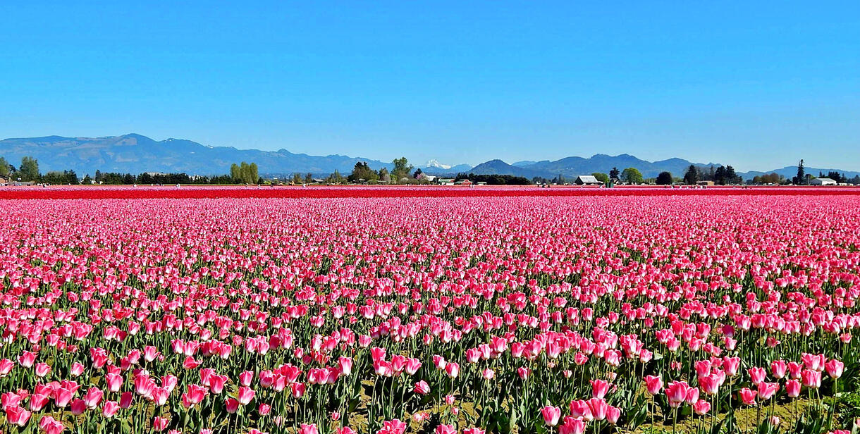 Tulip Fields & Coastal Charm: A Skagit Valley & Whidbey Island Weekend ...