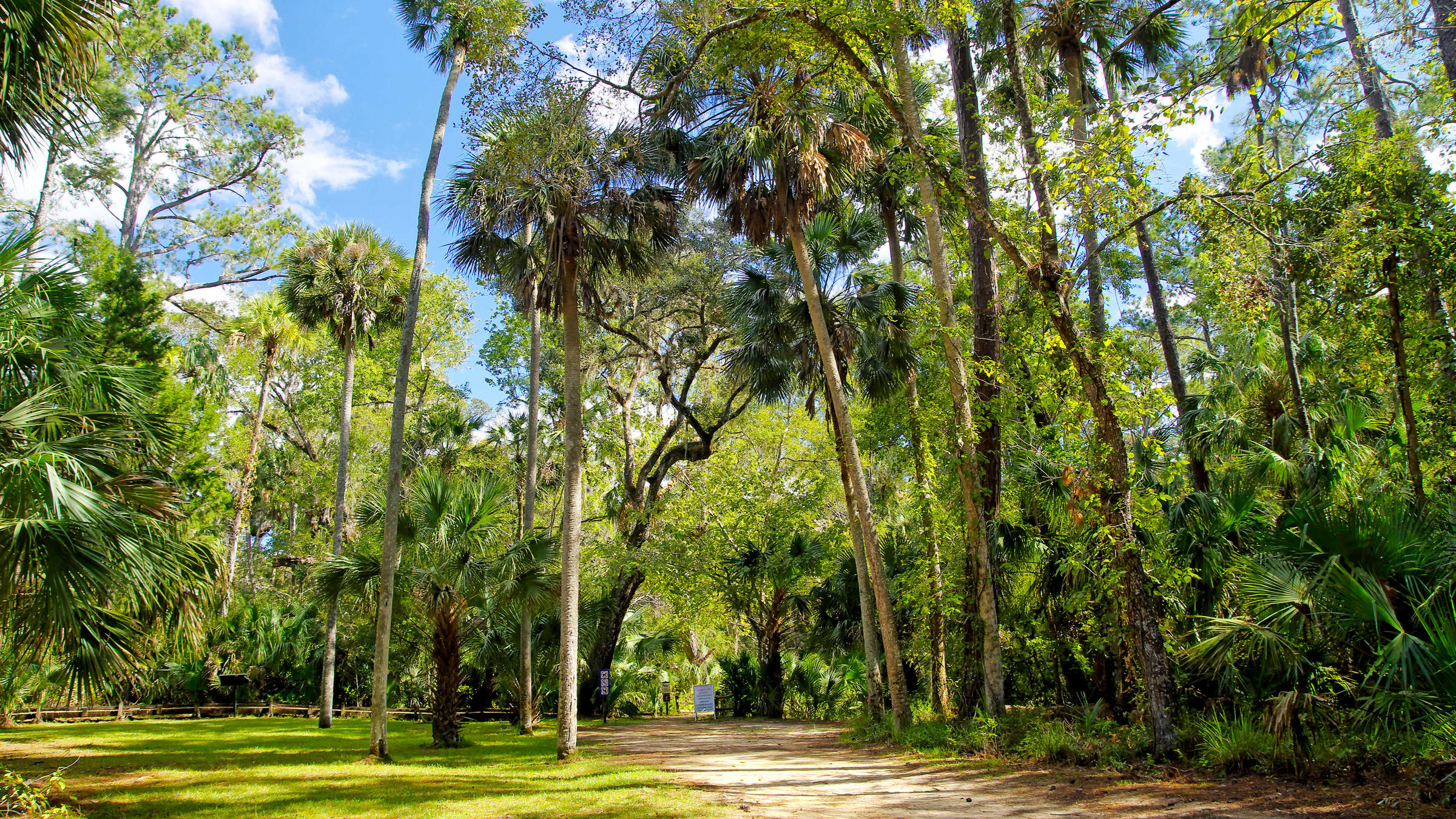 Ocala National Forest in Orlando, USA - information and photos
