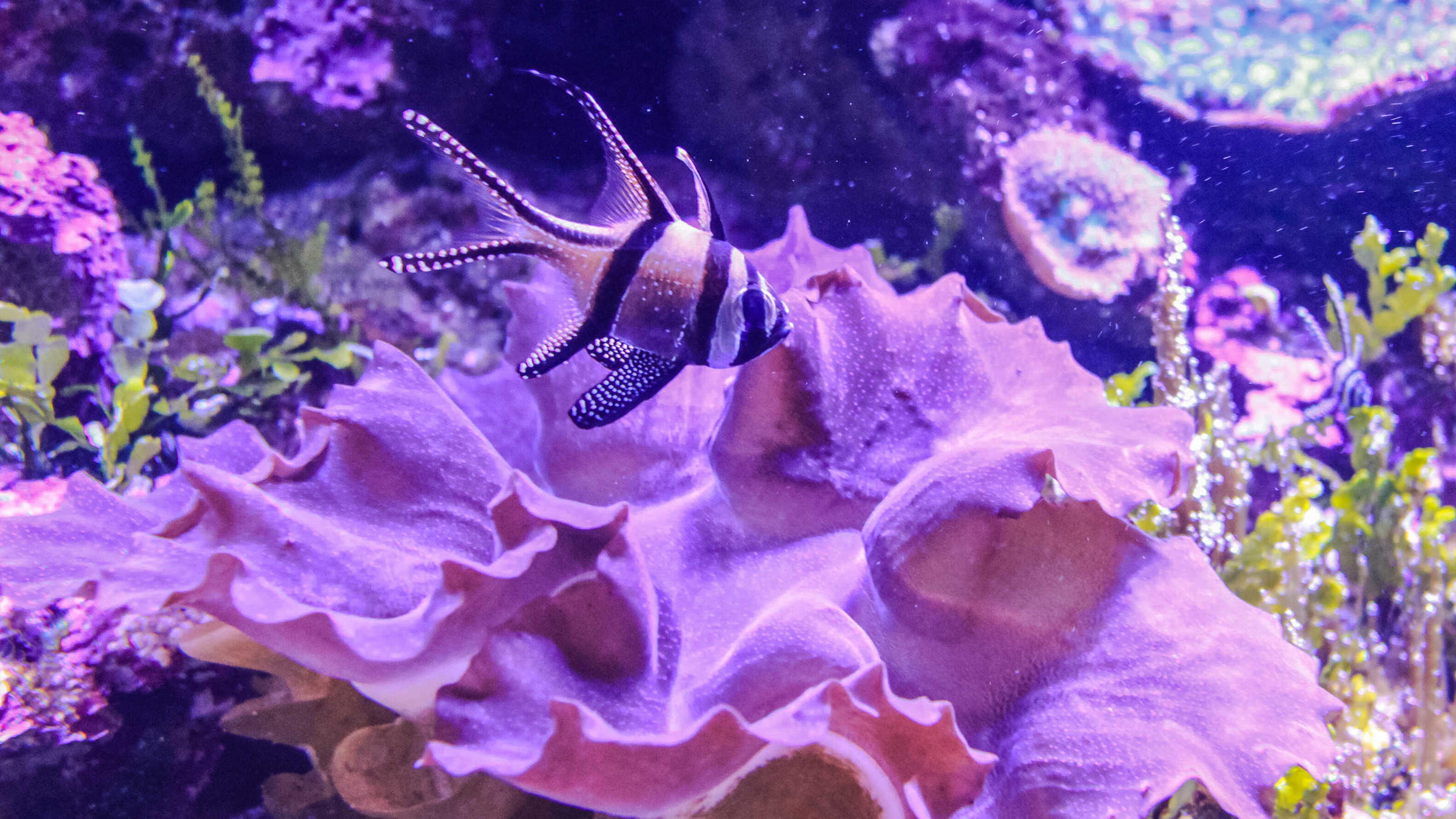 The Sydney Aquarium is a large aquarium complex: Opening Hours, Ticket ...