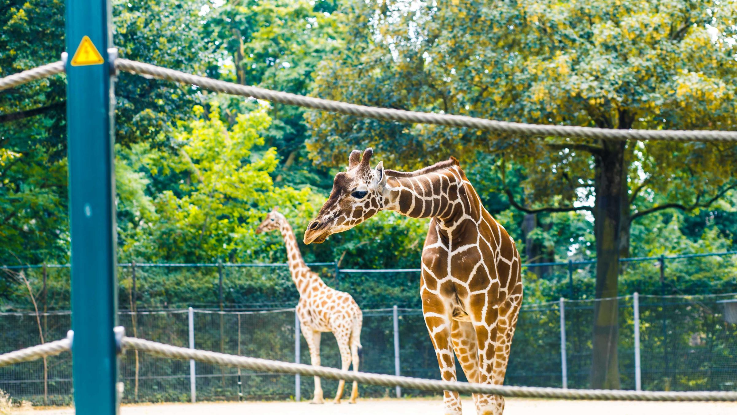 Frankfurt Zoo - 13 hectares in the center of Frankfurt am Main