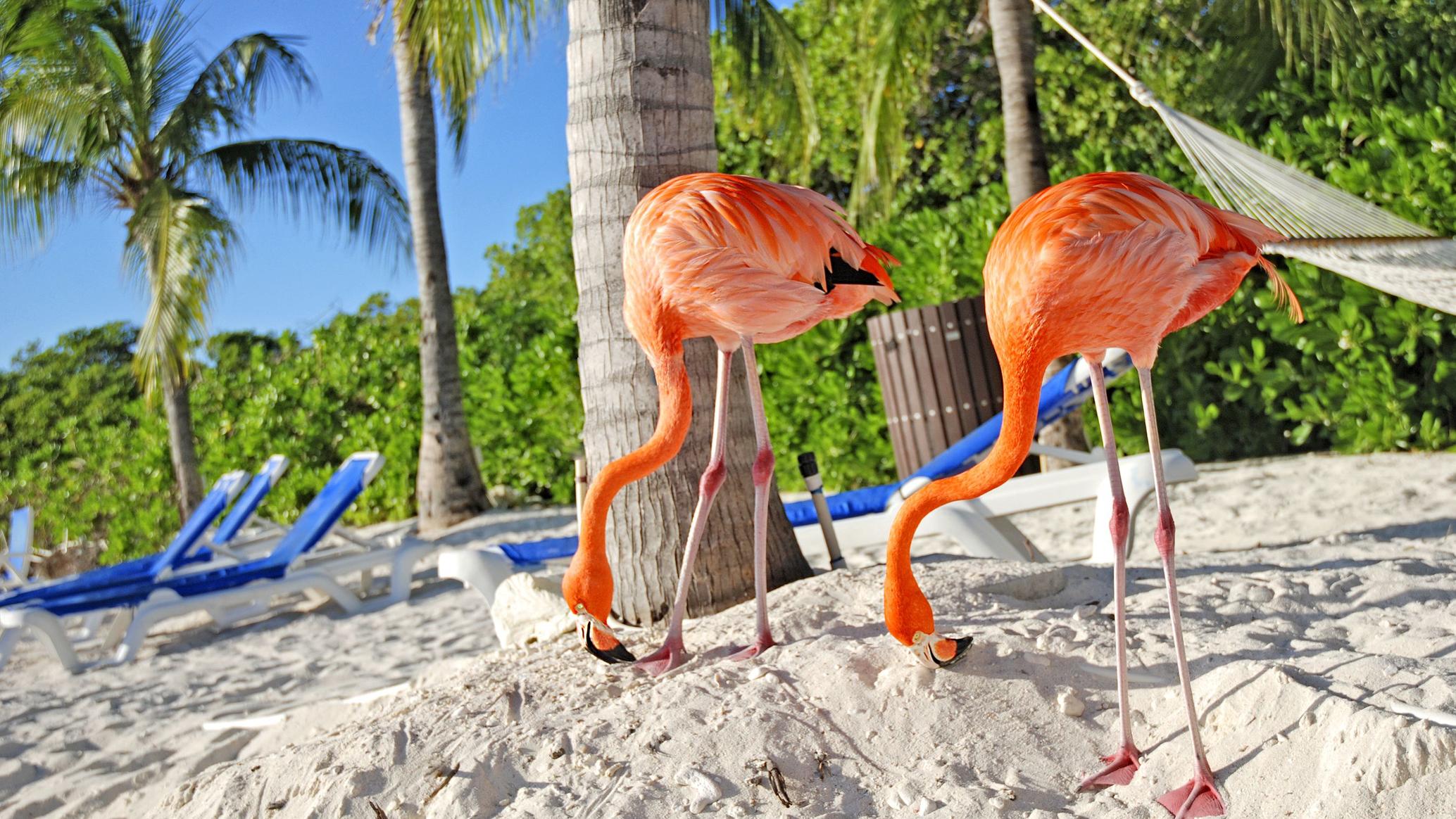 Aruba Tourism – Information, Facts, Advices in Travel Guide | Planet of ...