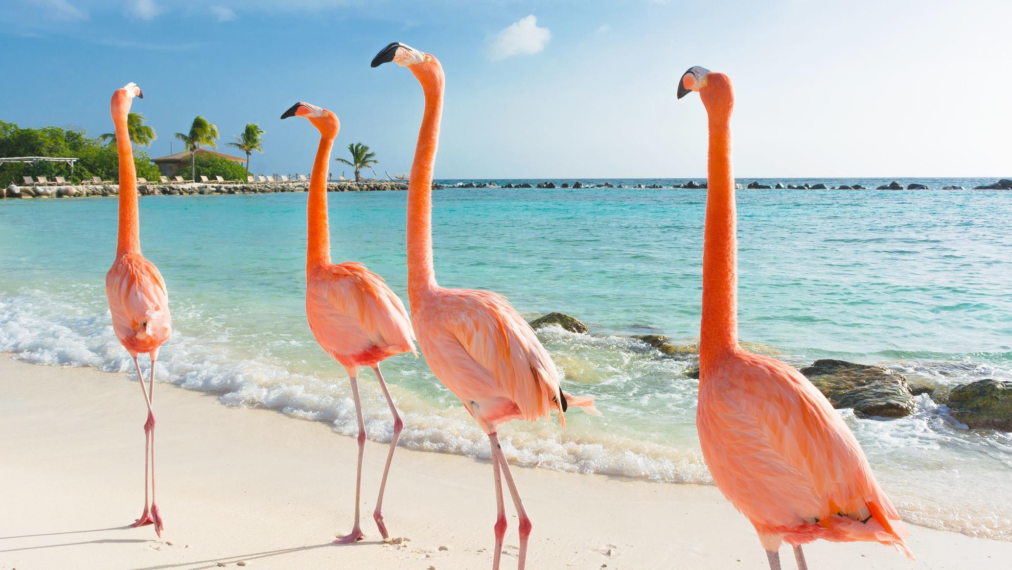 Bonaire St Eustatius and Saba Tourism – Information, Facts, Advices in ...