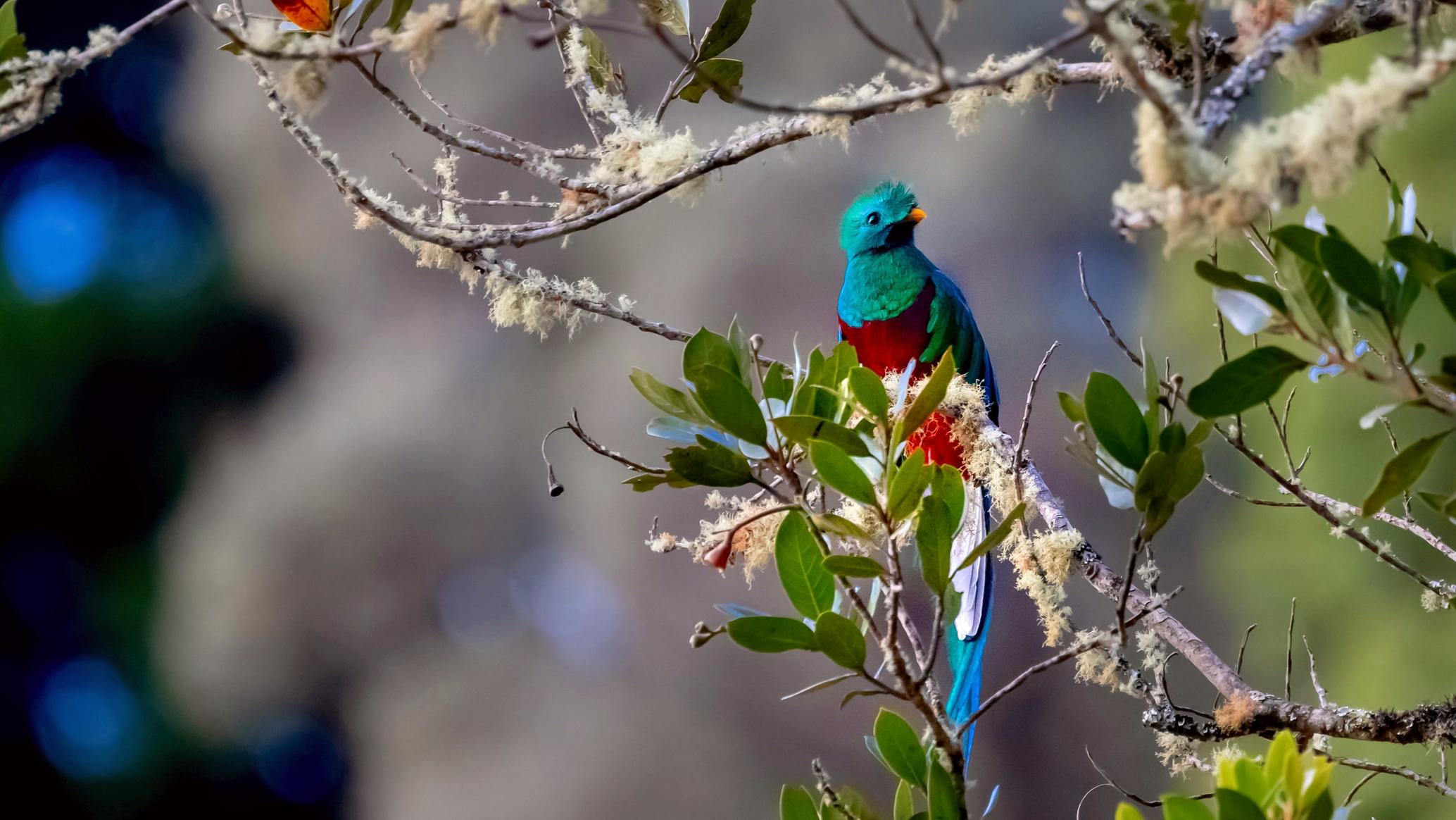 Boquete — Tourist Guide | Planet of Hotels