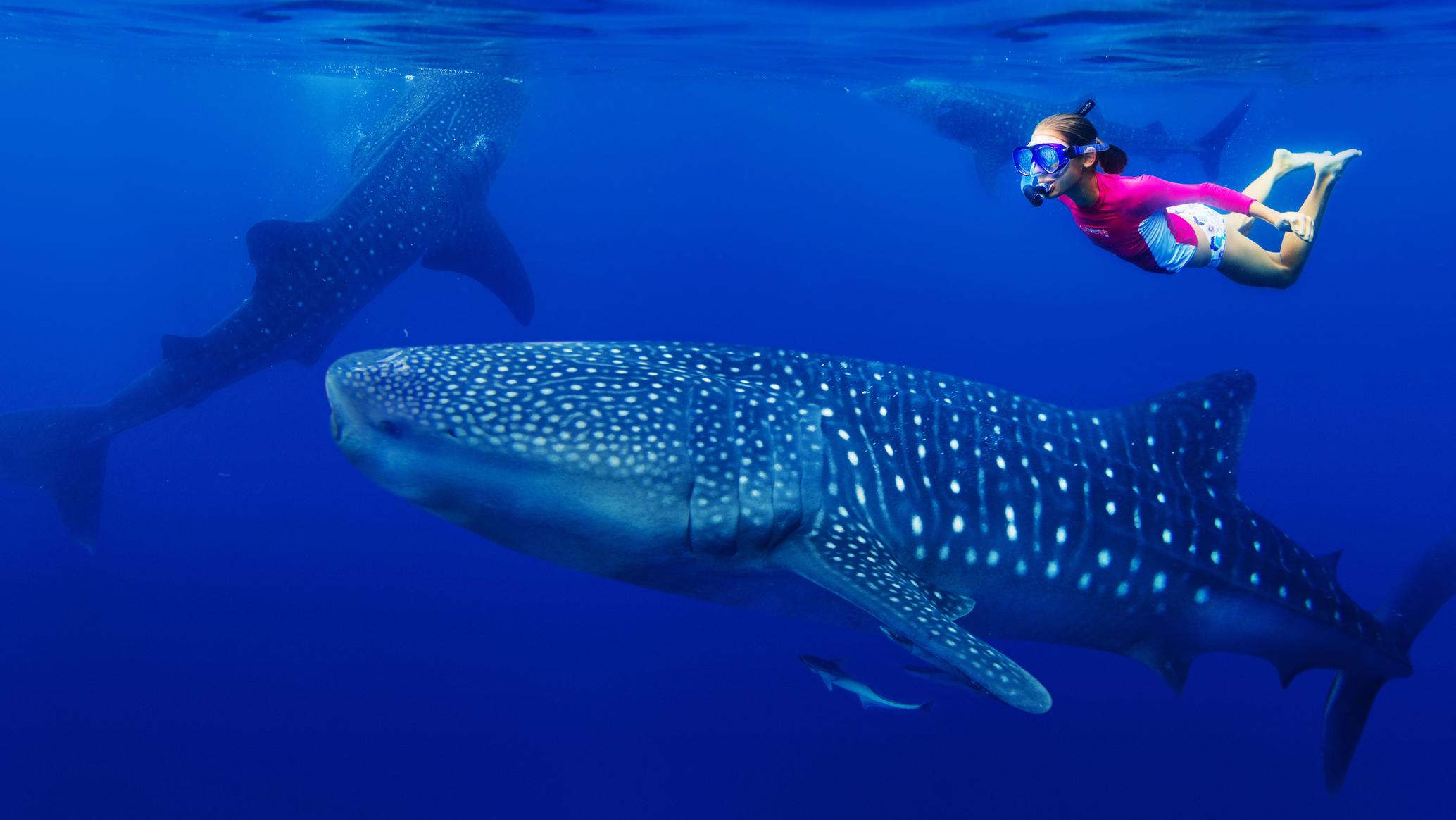 Cook Islands Tourism – Information, Facts, Advices in Travel Guide ...
