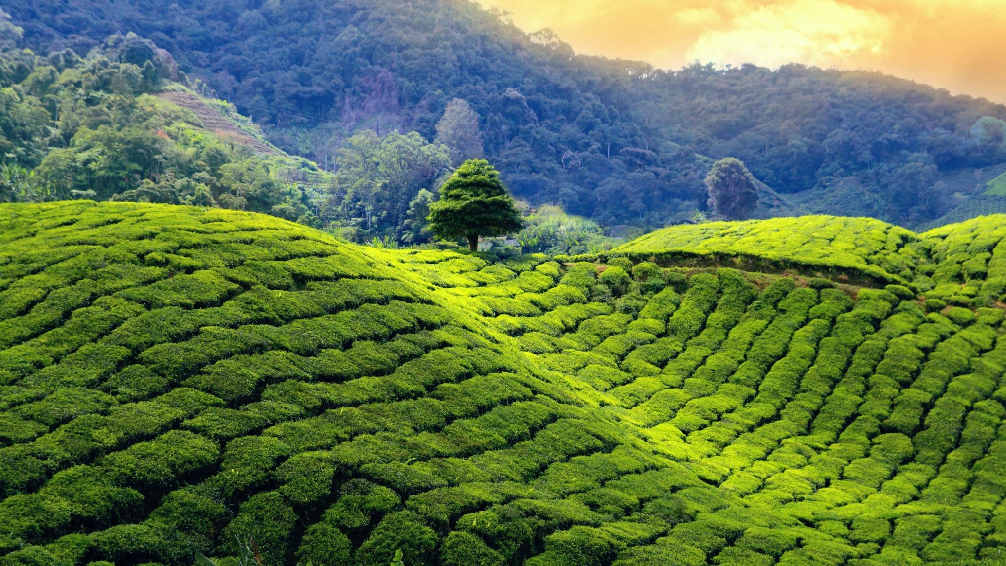 Darjeeling - City Guide | Planet of Hotels