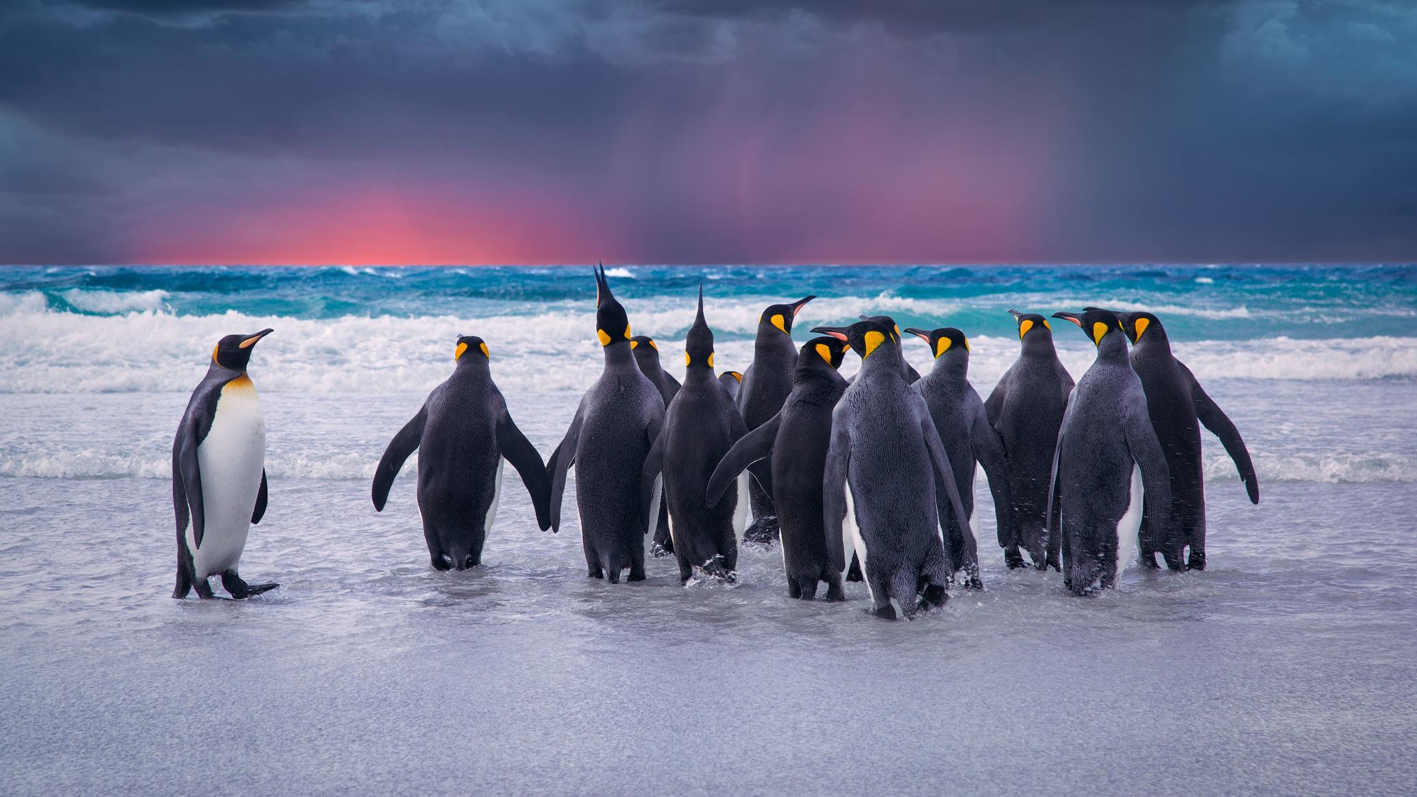 Falkland Islands (Malvinas) Tourism – Information, Facts, Advices in ...