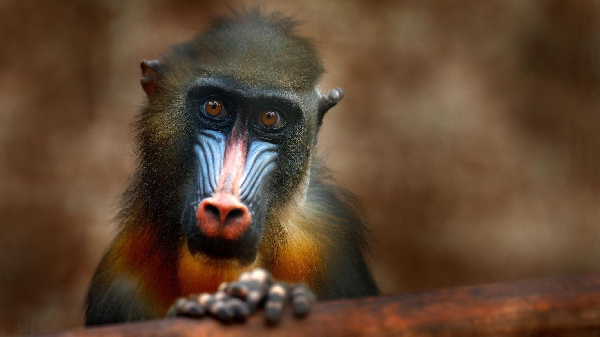 Gabon Tourism – Information, Facts, Advices in Travel Guide | Planet of ...