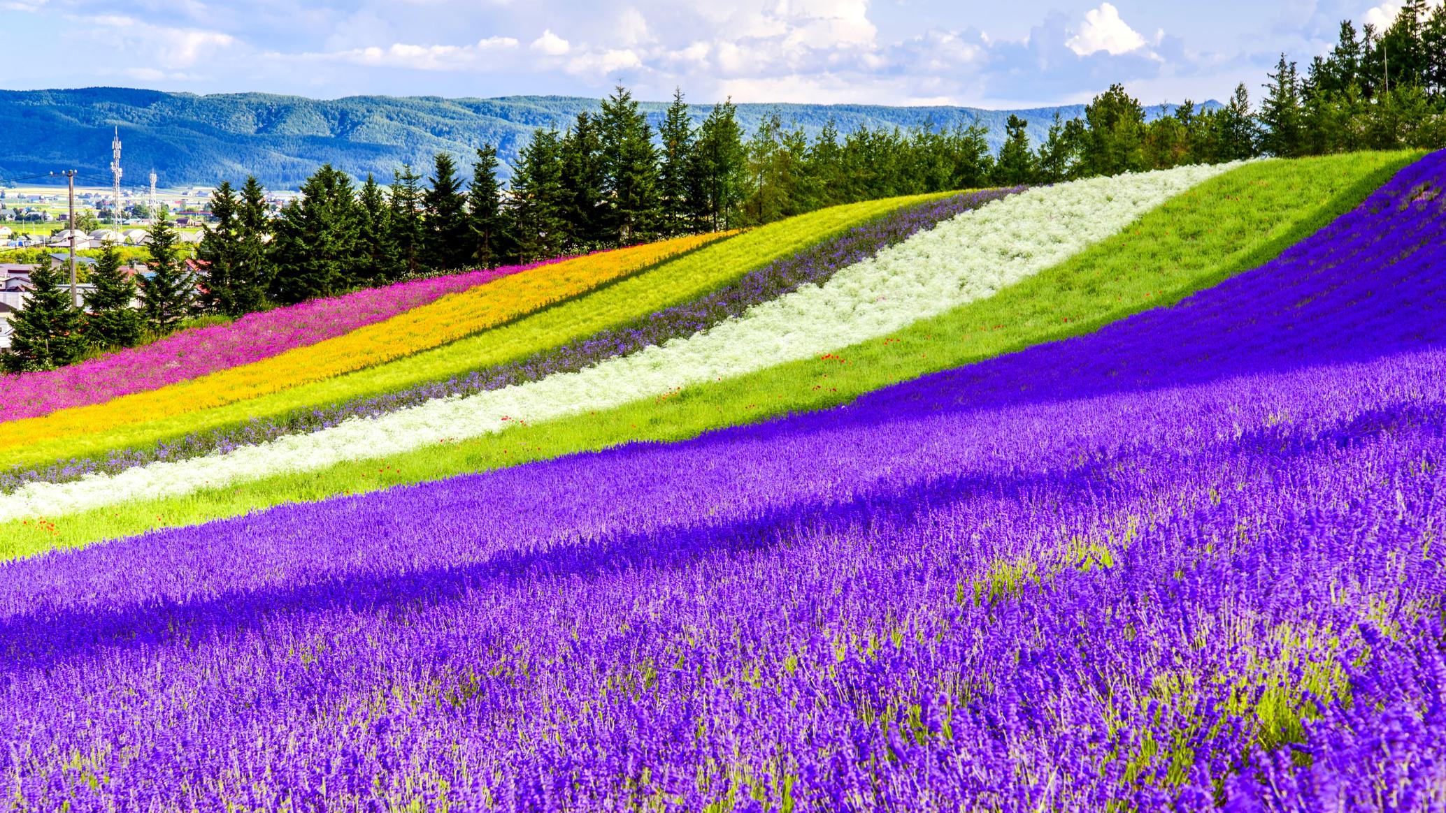 Hokkaido, Japan - Travel Guide | Planet of Hotels
