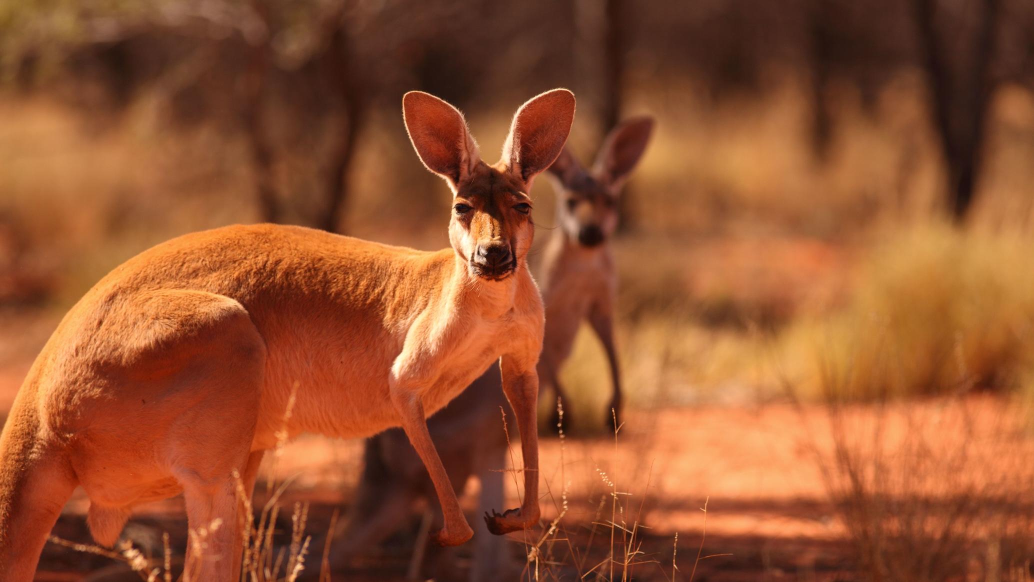 Katherine, Australia — Tourist Guide | Planet of Hotels
