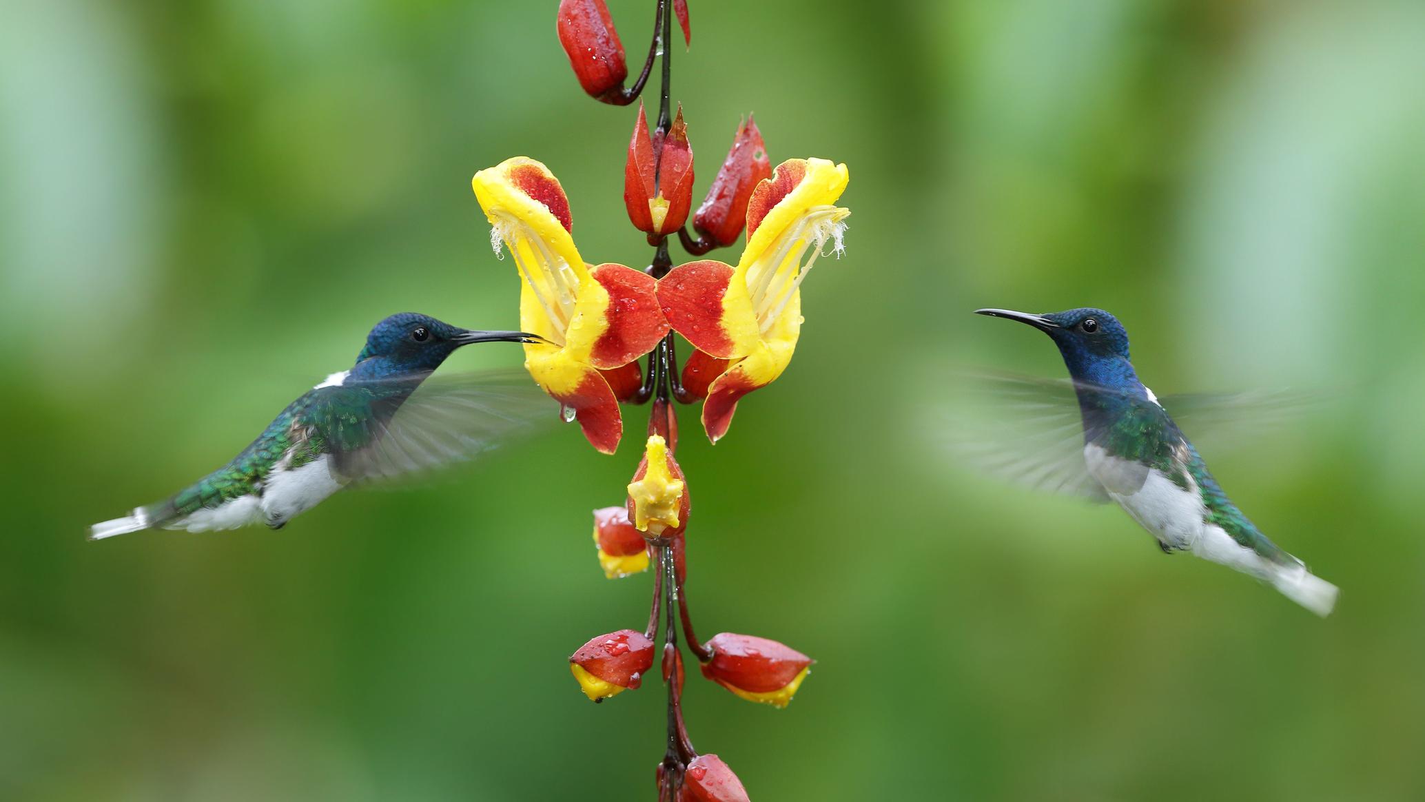 Mindo — Tourist Guide | Planet of Hotels