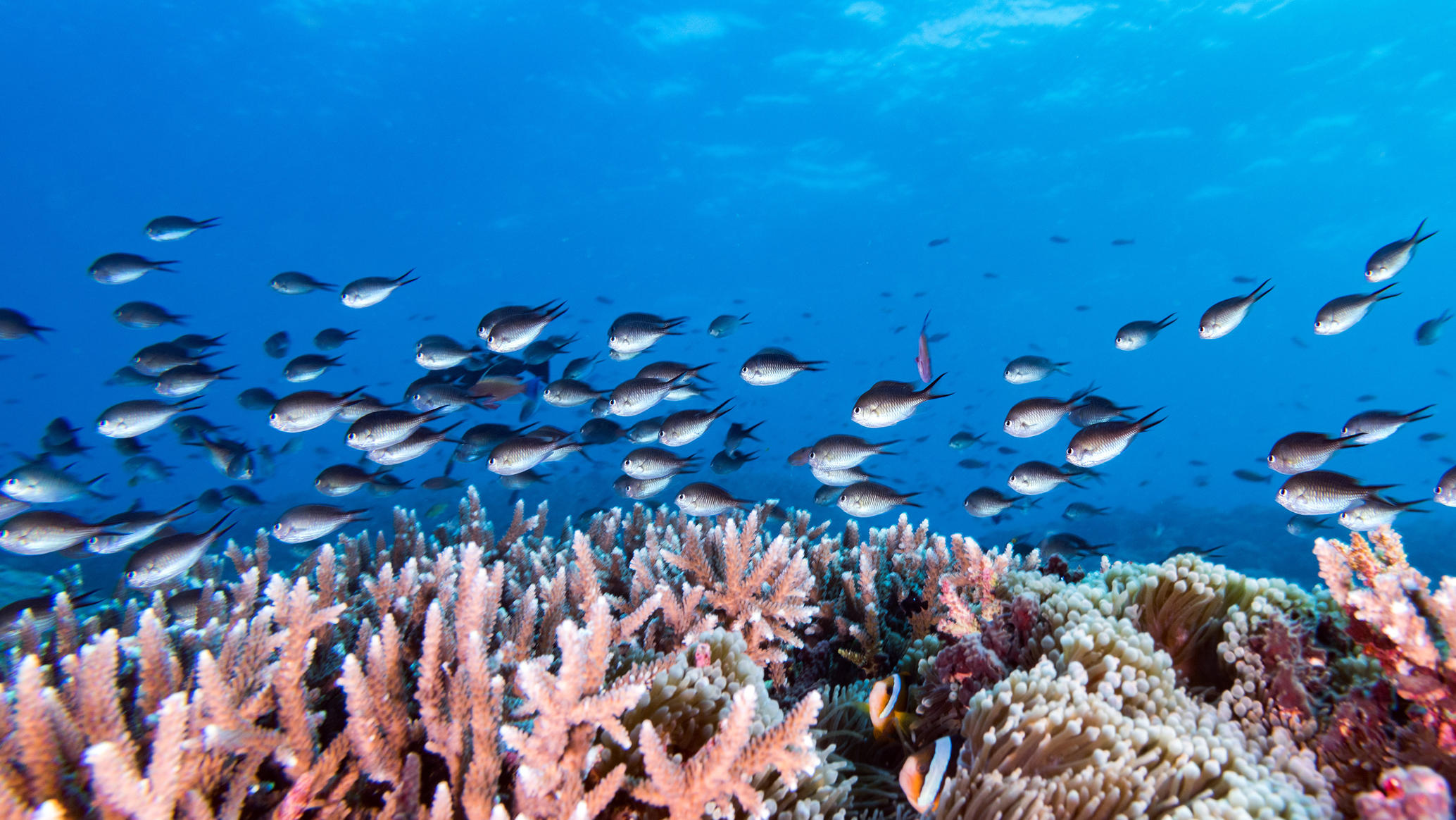 Папуа-Новая Гвинея - все о стране, отдыхе и путешествиях | Planet of Hotels