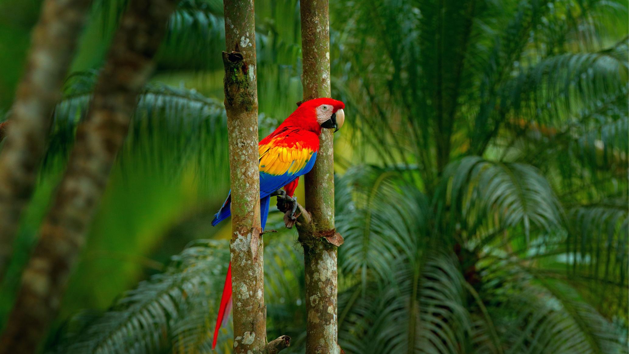 Puerto Jiménez - guía por la ciudad | Planet of Hotels