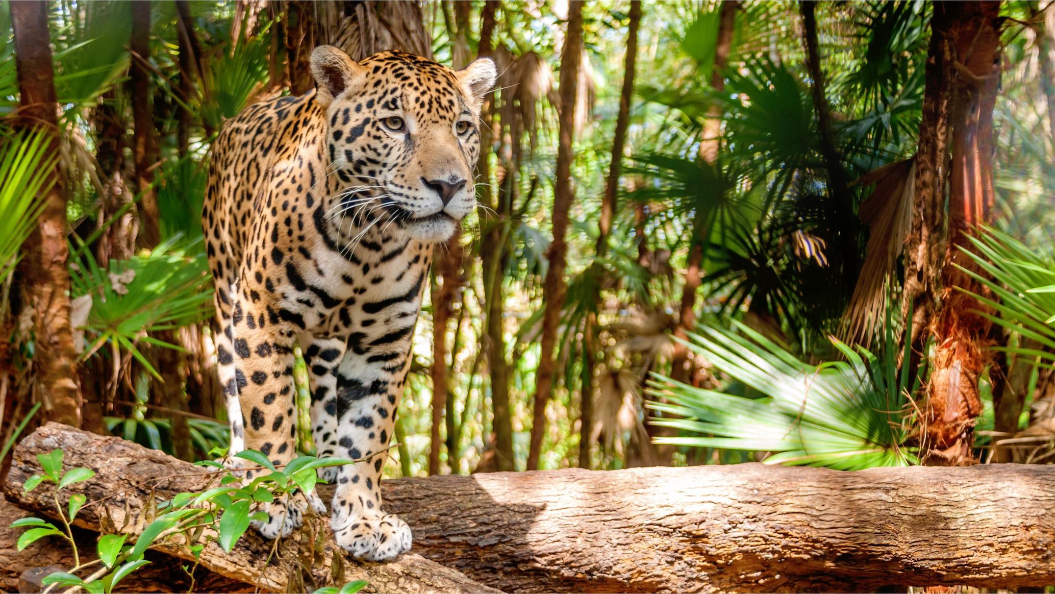 San Ignacio - Tourist Guide | Planet of Hotels