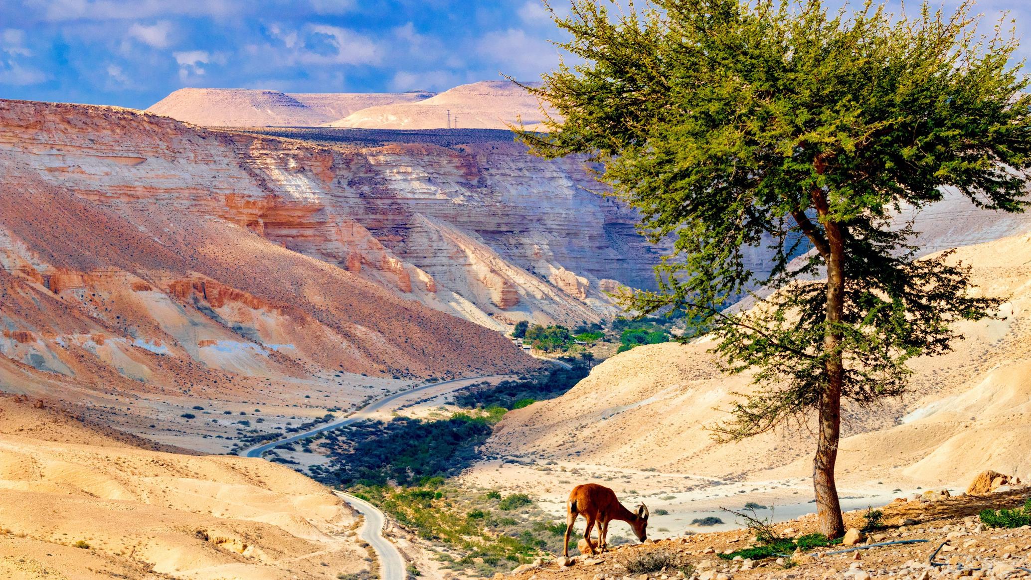 Sede Boqer, Israel — Tourist Guide | Planet of Hotels