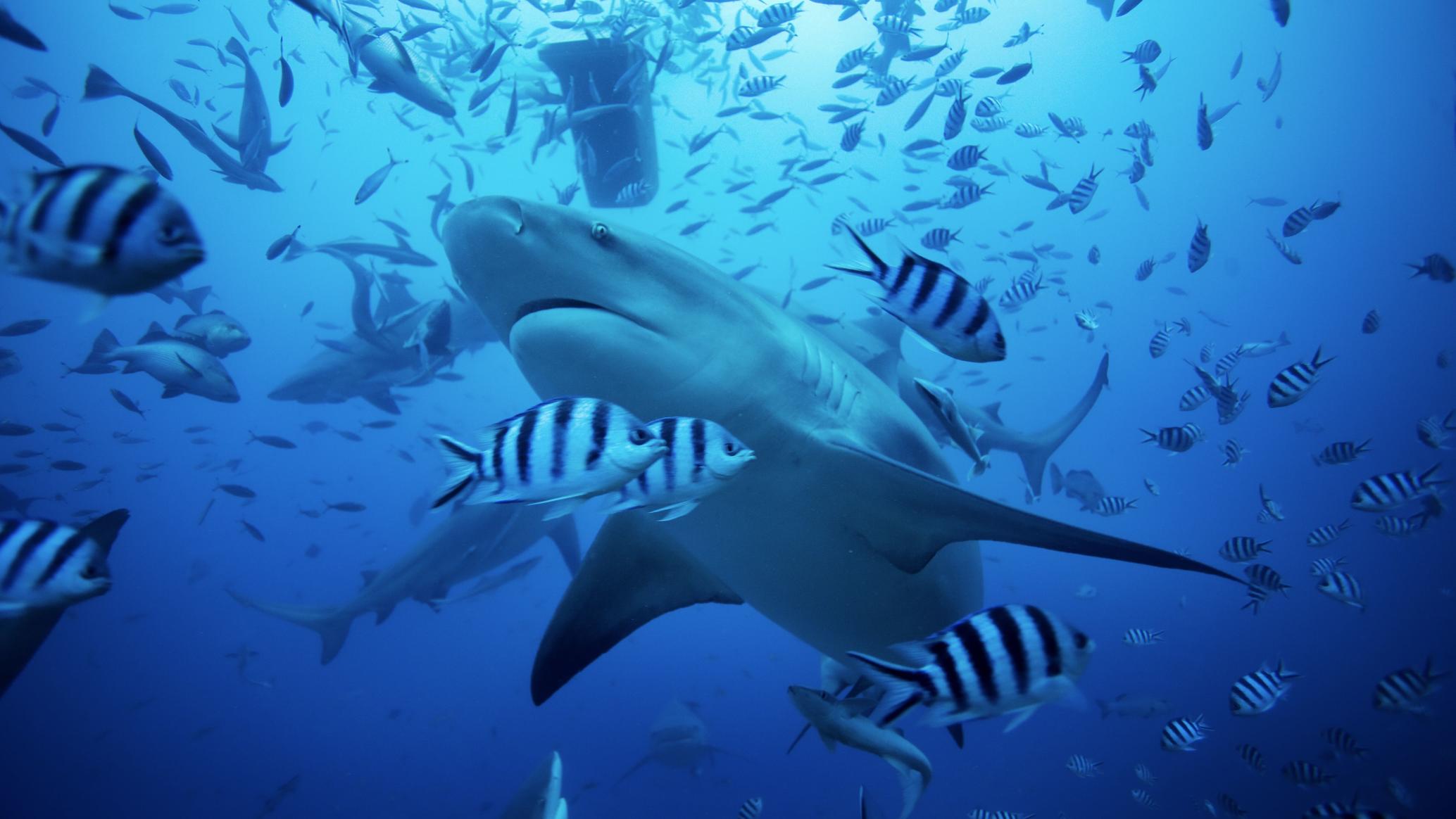 Suva - Tourist Guide | Planet of Hotels