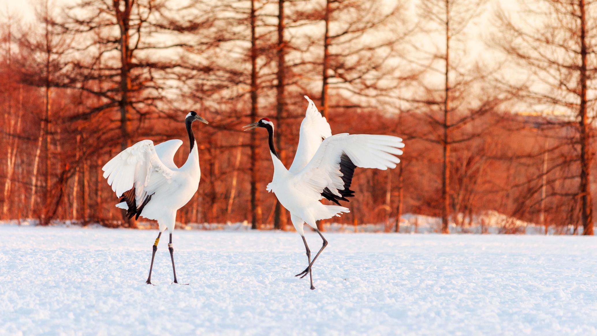 Kushiro - Tourist Guide | Planet of Hotels