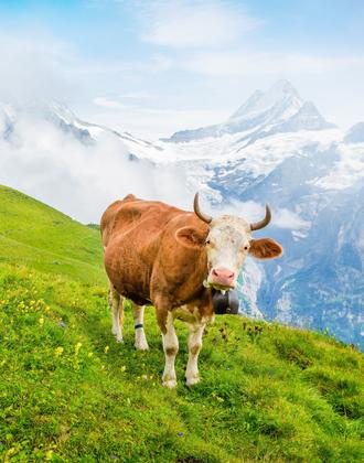 Grindelwald - Tourist Guide | Planet of Hotels