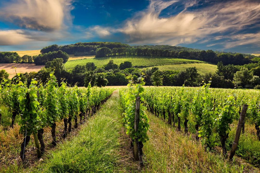Guide to French wine regions | Planet of Hotels