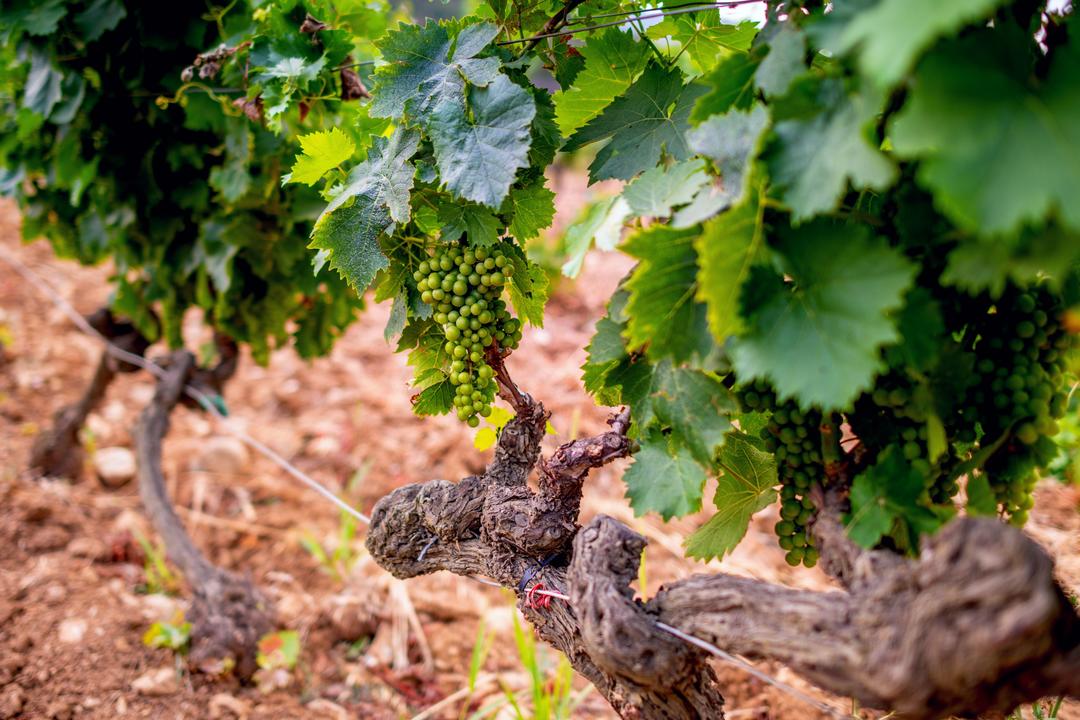 Guide to French wine regions | Planet of Hotels