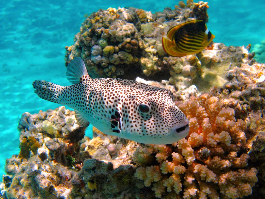 22 Best Places to Snorkel in the World | Planet of Hotels