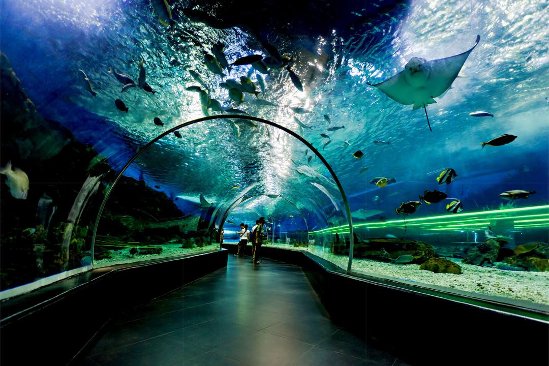 Aquarium in Manila - the underwater world in Manila Ocean Park