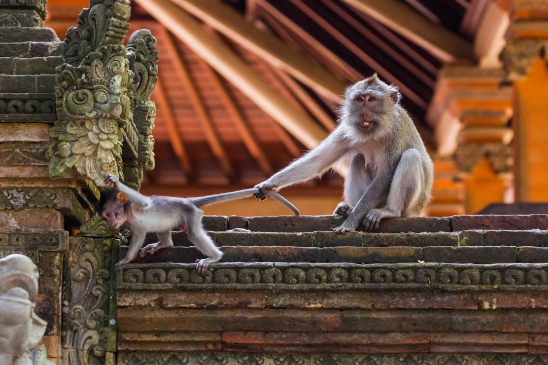 Monkey Forest Ubud: The Sacred Sanctuary in Ubud | Planet of Hotels