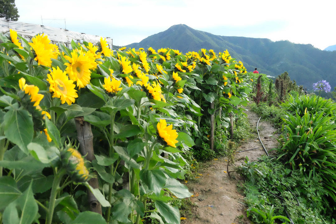 Mountains in the Philippines with Beautiful Views | Planet of Hotels