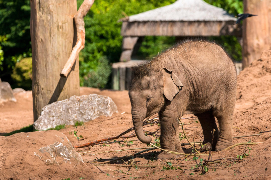 16 best zoos in the world | Planet of Hotels