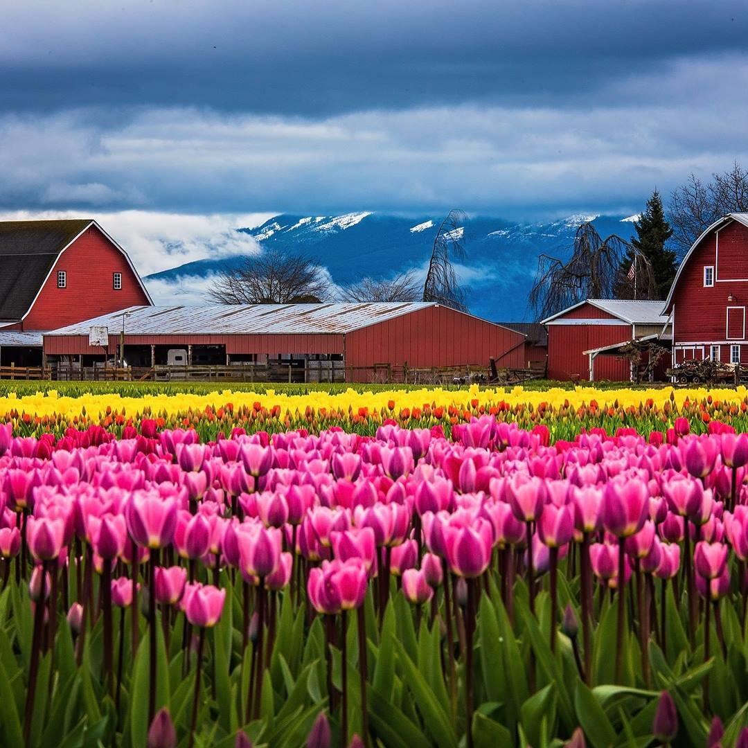 Tulip Fields & Coastal Charm: A Skagit Valley & Whidbey Island Weekend ...