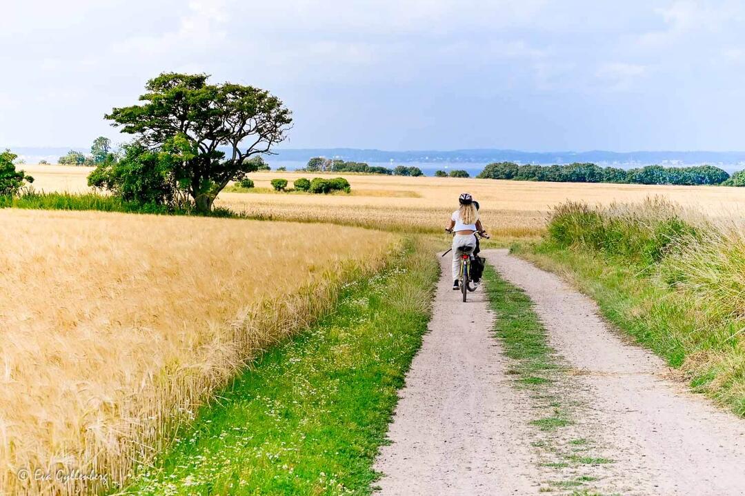 Swedish Island Weekend: A 2-Day Cycling & Whisky Escape to Hven from ...